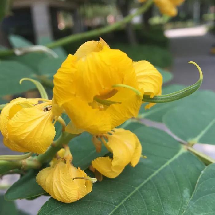 Wing pod cassia ~ fluttering and narrow wings want to fly, the flowers ...