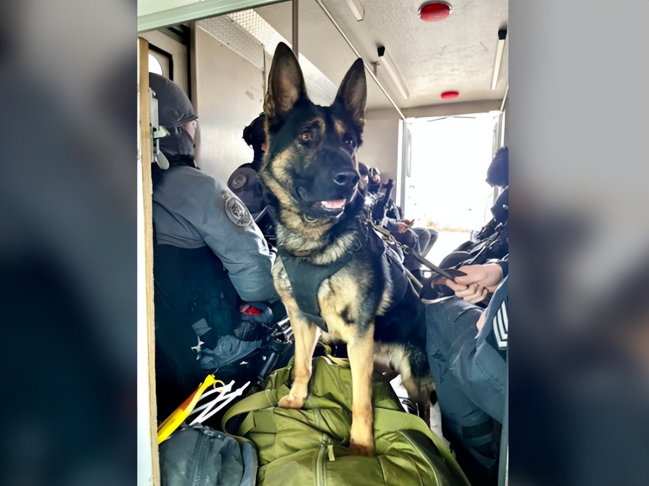 Toronto police dog shot dead, officer shoots suspect injured - iMedia