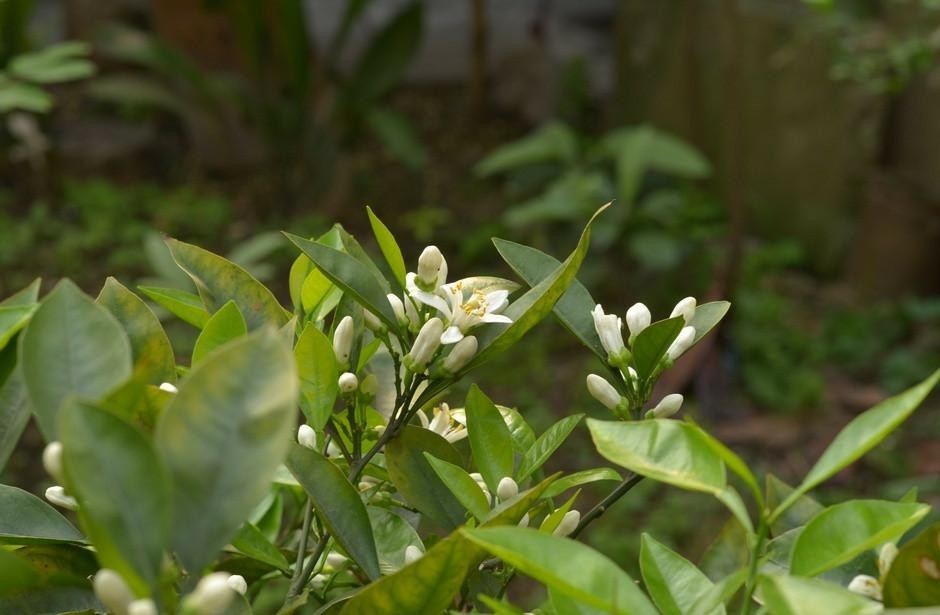 A plant whose fruit can survive for three generations-Daidaihua - iNEWS