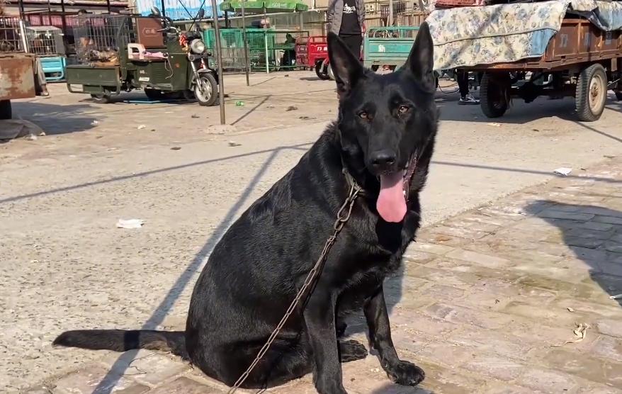 Dongde, who had been raised for three years, was taken to the dog ...