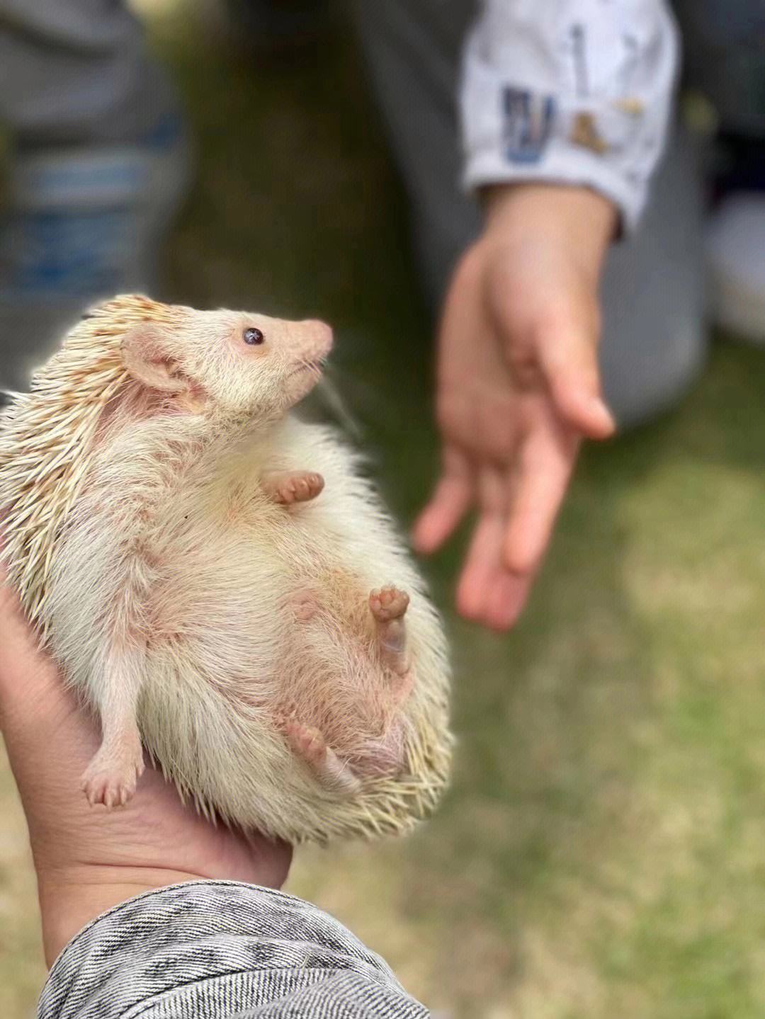 On the Behavioral Characteristics and Habits of Hedgehogs - iMedia