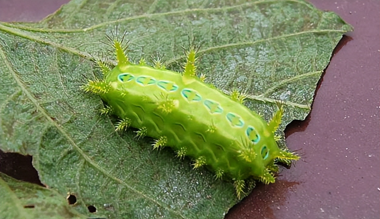 What kind of insect is the pest "foreign hot pepper"? Why is it so ...