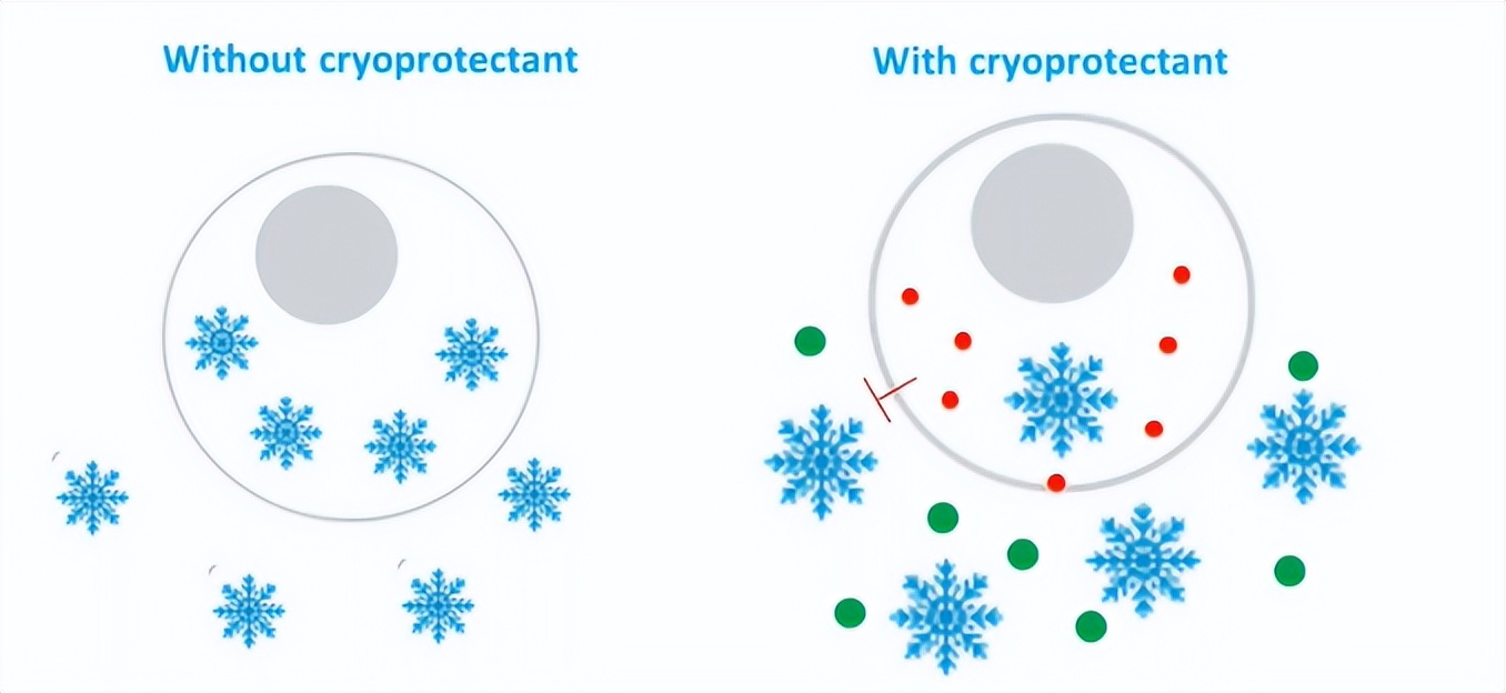 Preservation of "Scientific Popularization" and "Best Cells"——A Brief ...