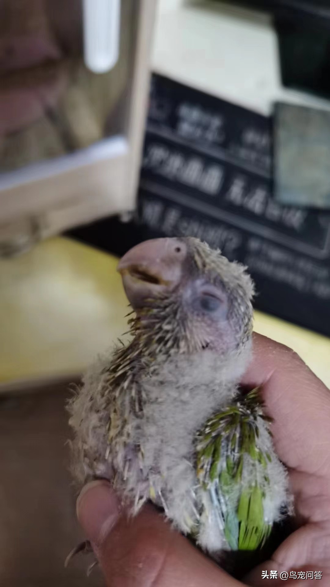 The murderer who caused four parrots to die in a row - iMedia