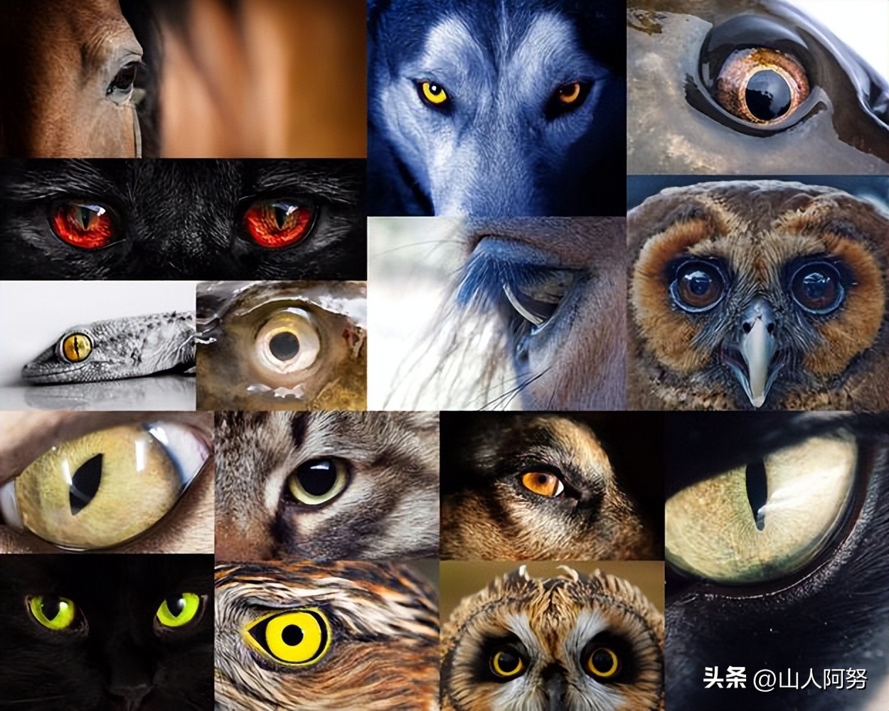 The unique human eye! What kind of environment should we adapt to the ...