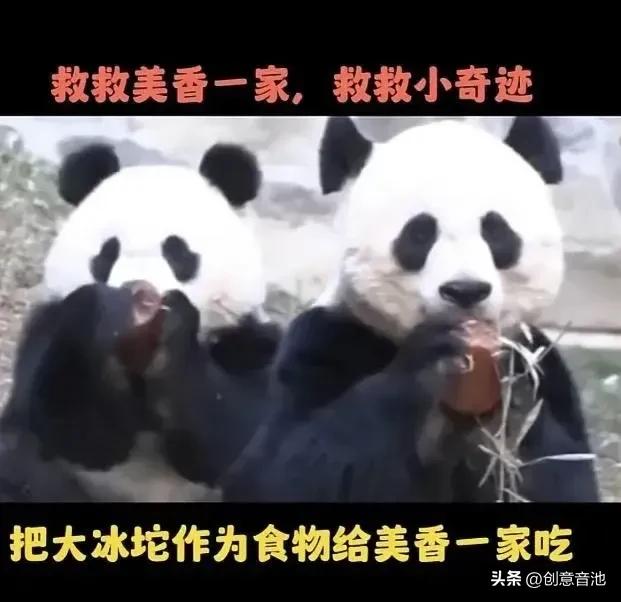 Panda Meixiang's family lives under the eaves of the devil, suffering ...
