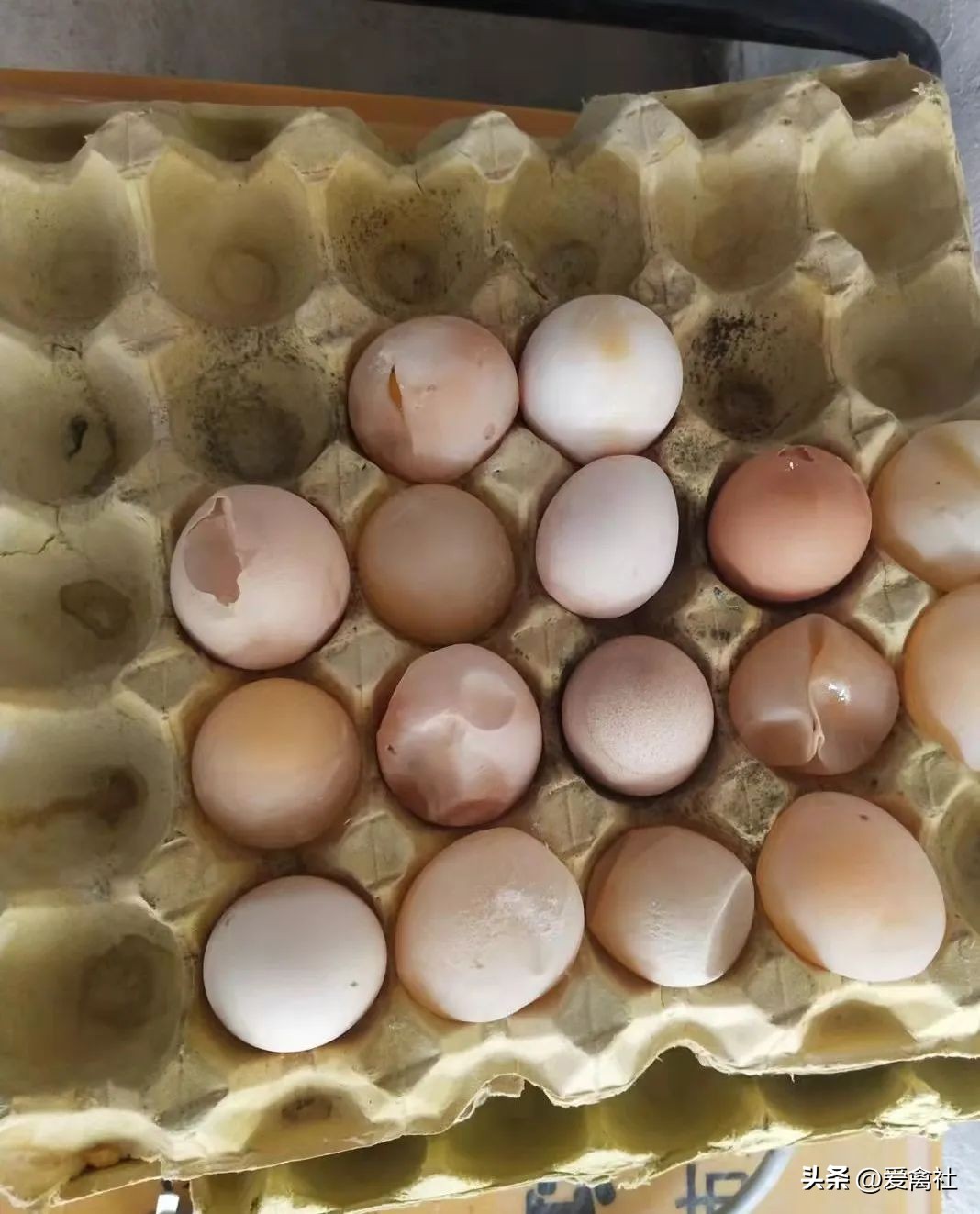 Poor eggshell quality must be caused by salpingitis? - iNEWS