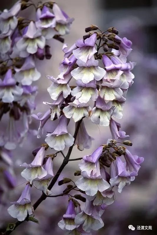 Tung tree flowers in front of the village, fragrant and fragrant (prose ...