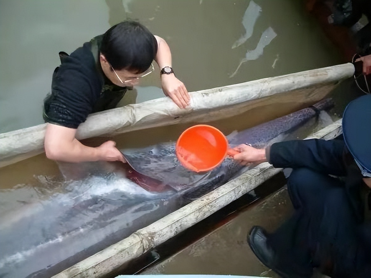 After 23 years, the Yangtze River white slug finally spawned naturally ...
