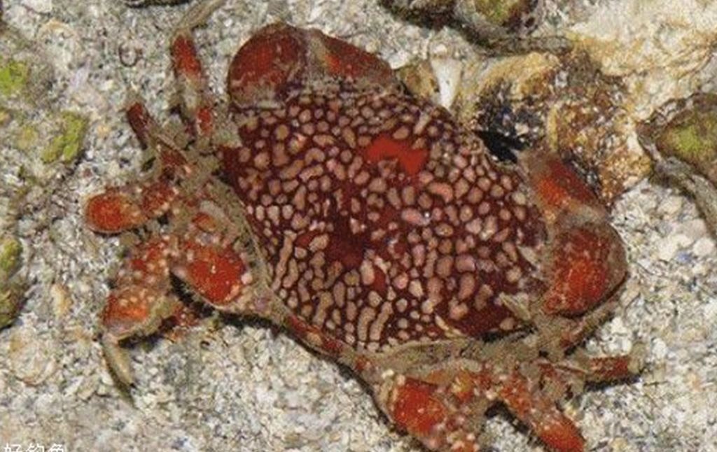 How poisonous are poisonous crabs compared to cobras? - iNEWS