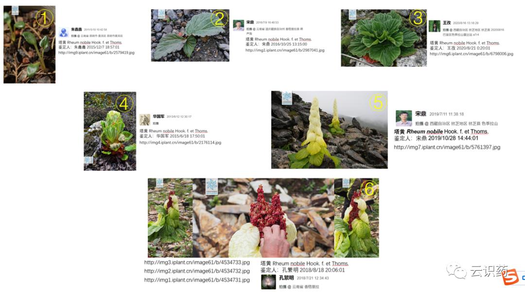 What kind of plant is "Tahuang"? - iNEWS