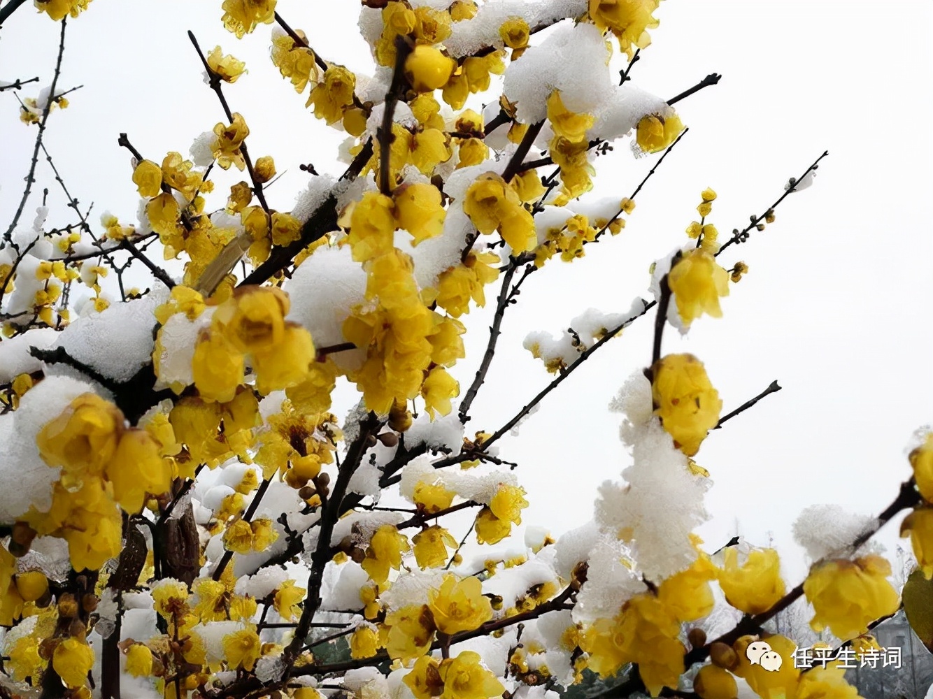 "Column" Ren Pingsheng's work: "Night Tour of the Palace, Snow" (China ...