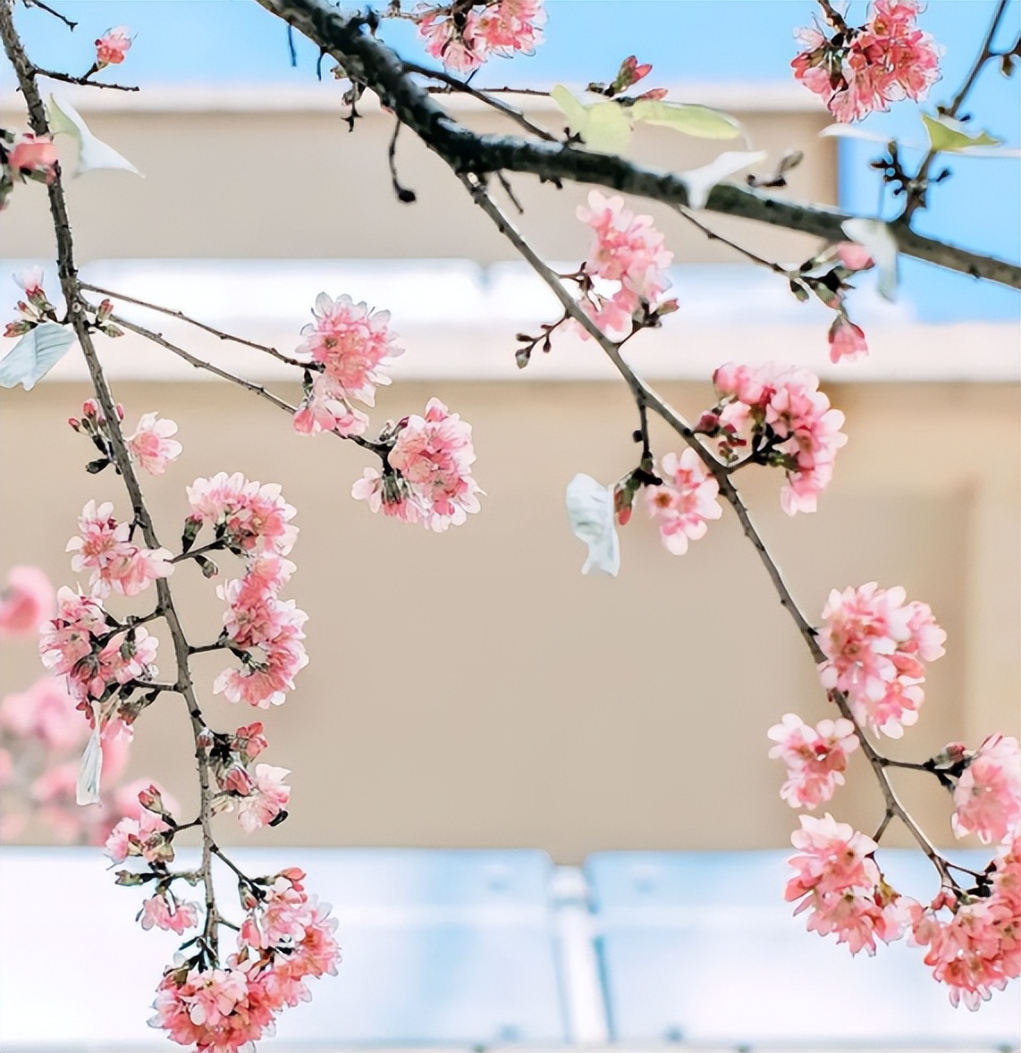 In the next few years, the 4 constellations, the peach blossoms will be ...