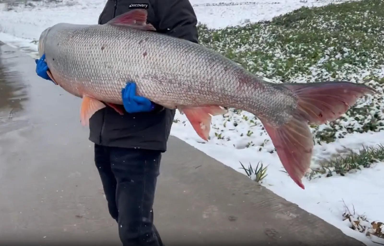 The Yangtze River carp is flooded, and more than a dozen catties of big ...