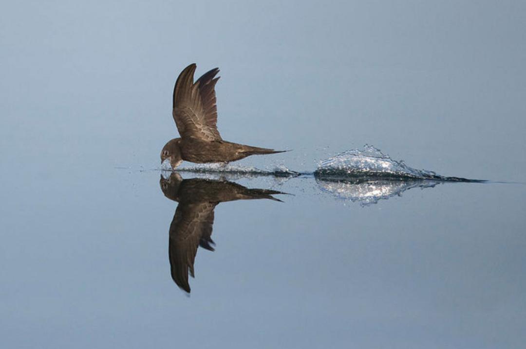The "footless bird" Swift, who flies and sleeps during its life ...