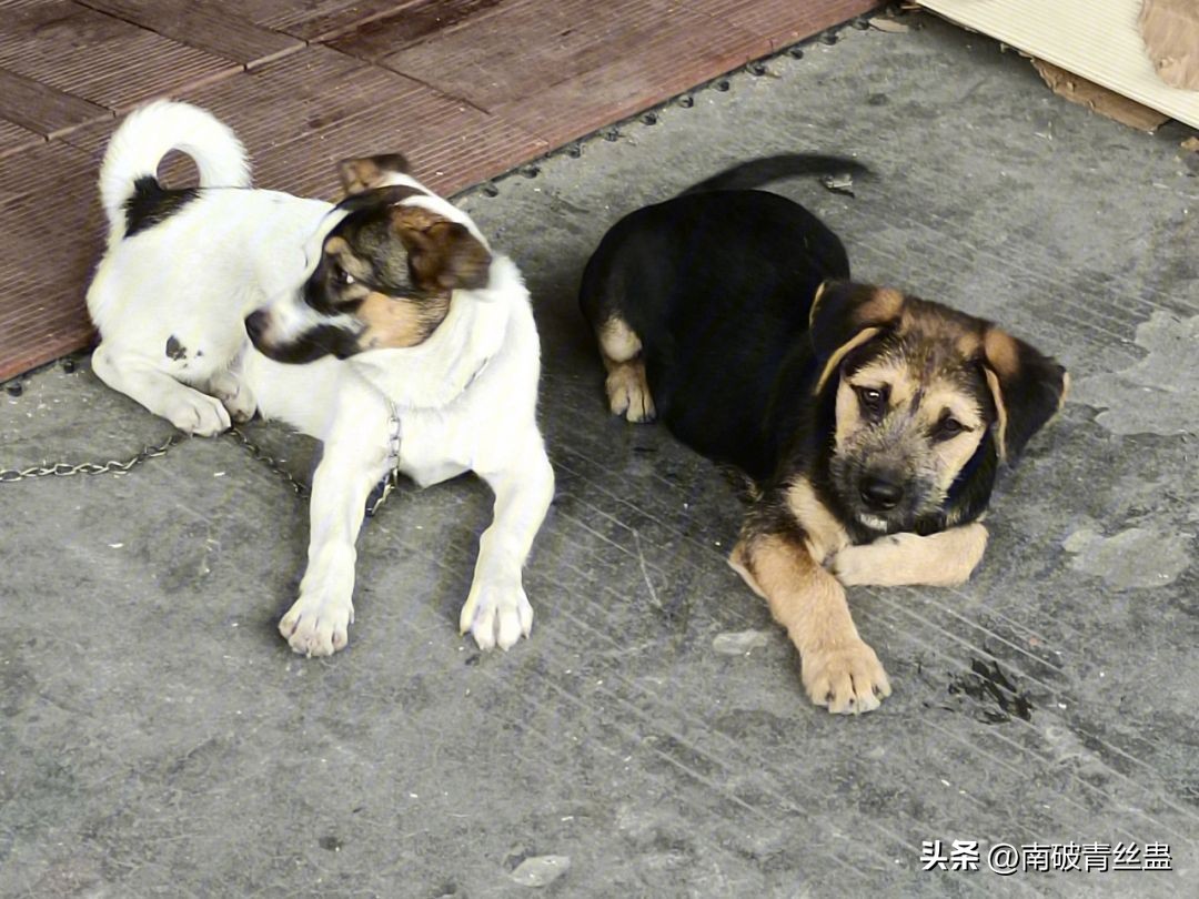 Doris Lessing's views on western culture from the intention of "dog" in ...