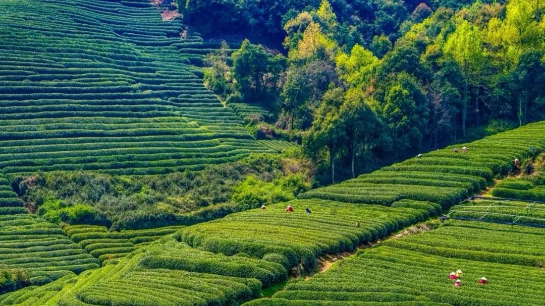 Tea picking season is here! I want to go to Hangzhou Longwu, soak in ...