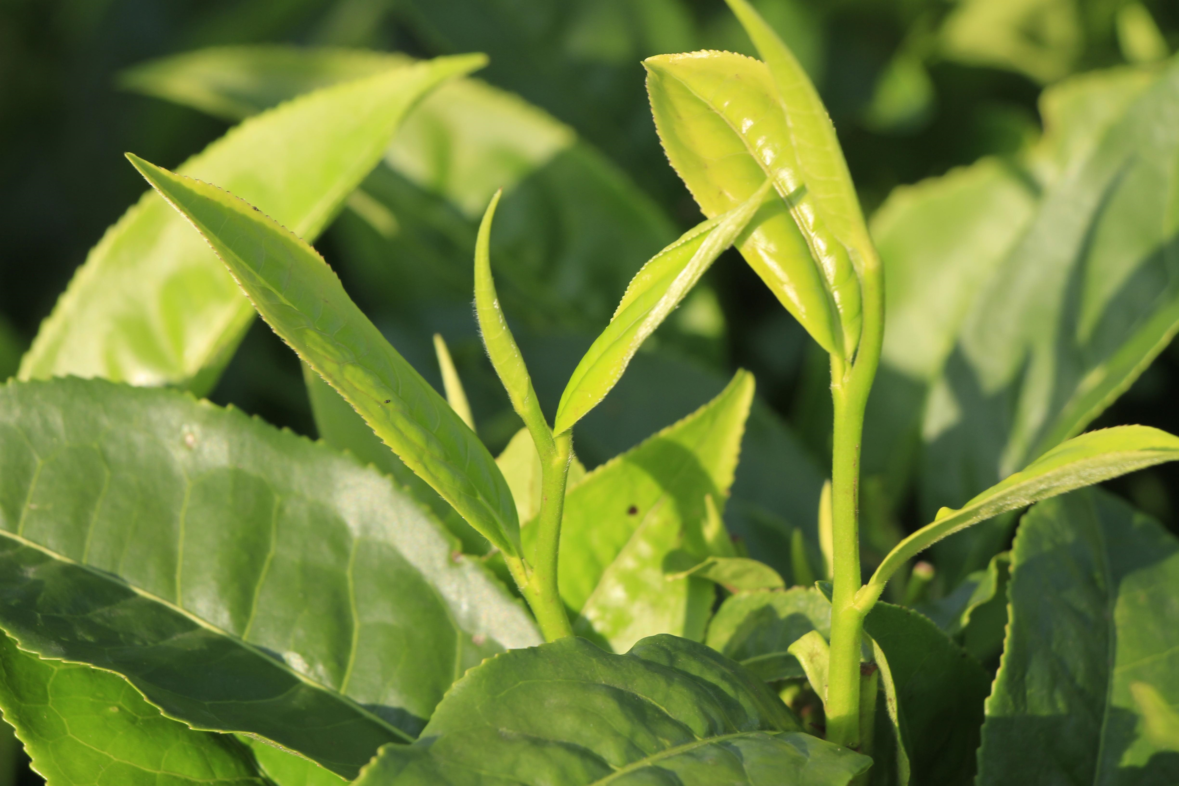 Lao Cangford Ancient Tea Mountain - iNEWS