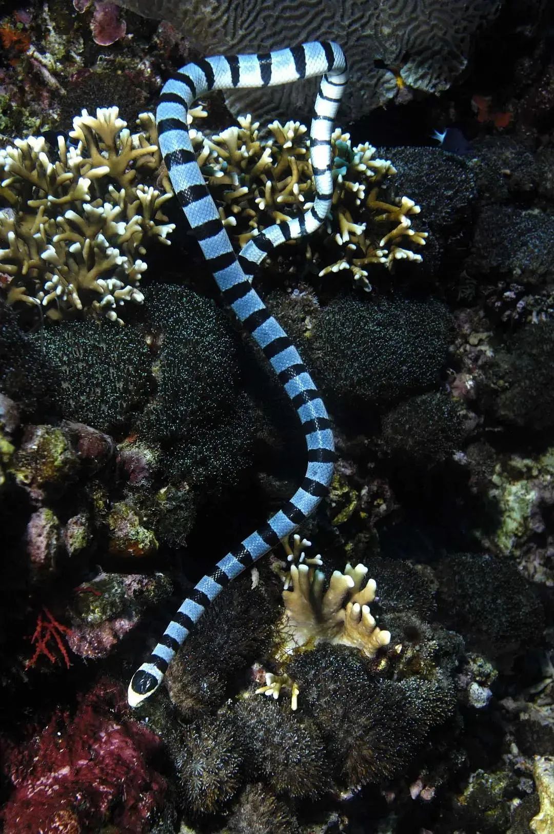 Send you a huge "fish tank" - watch the IMAX documentary "Underwater ...