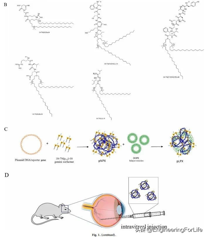 Cell-adhesive peptide-coupled gemini nanoparticles deliver trophic ...