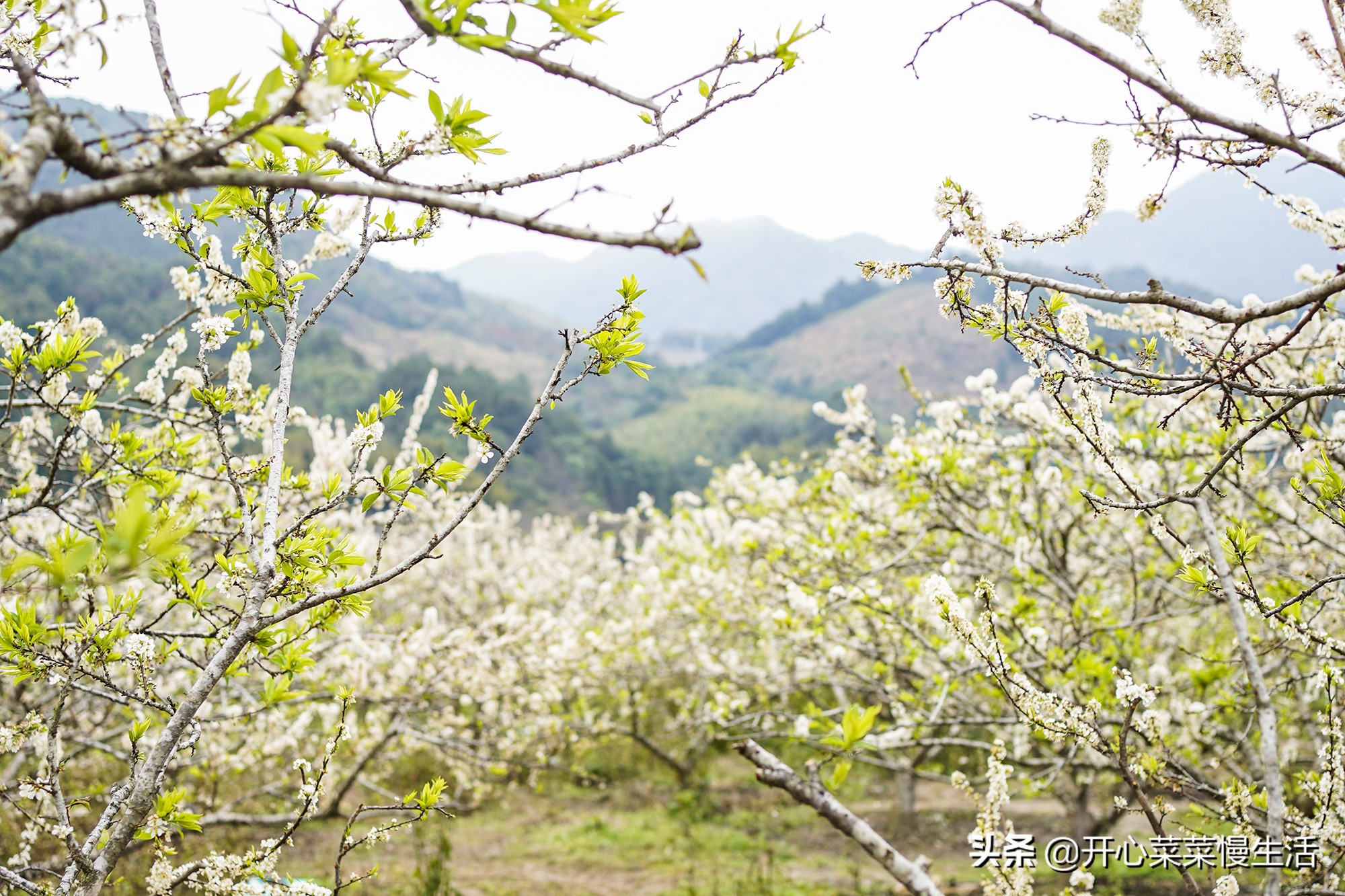 This piece of plum blossoms in Conghua, Guangzhou is in full bloom, the best time to enjoy the ...