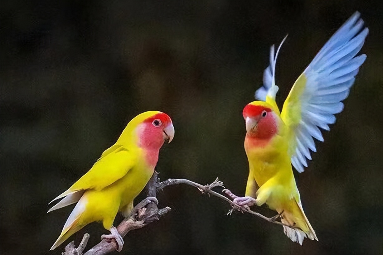 Do parrots have a cold with one eye? - iNEWS