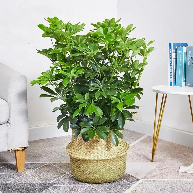 Duck palm grows slowly in summer, check 4 places quickly, and make sure ...