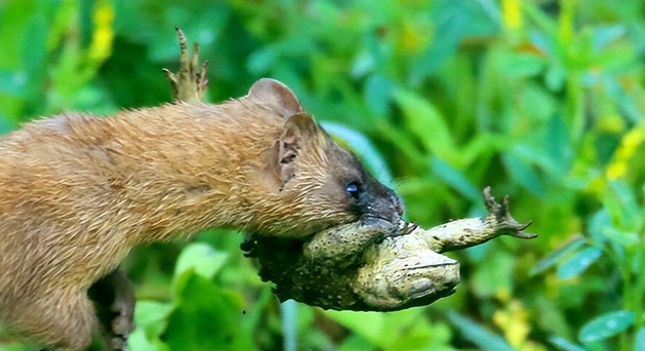 Why can't "weasel" be eaten?Not just because of superstition, Li ...