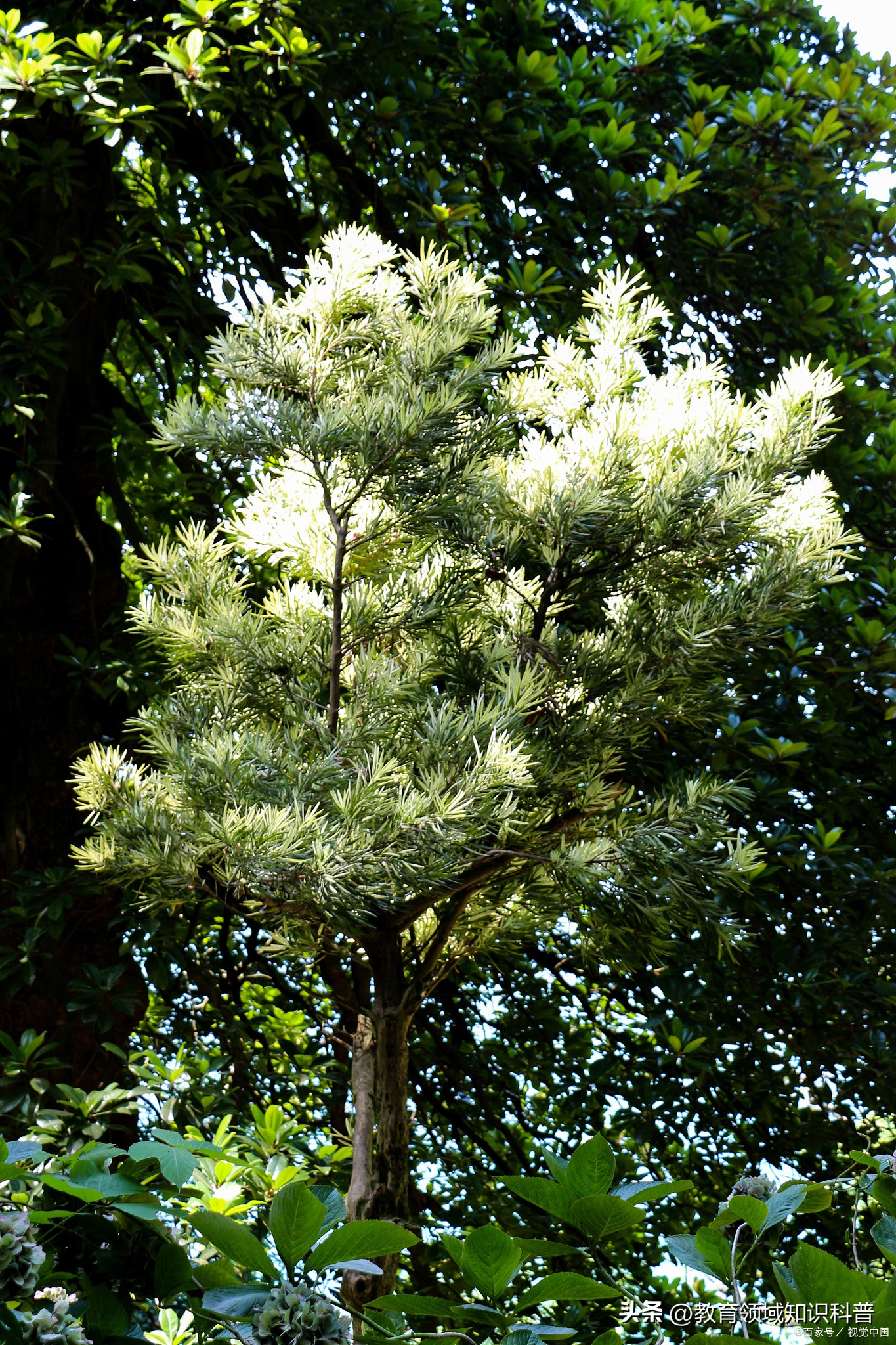 The top ten most precious famous trees, you will be lucky if you have ...