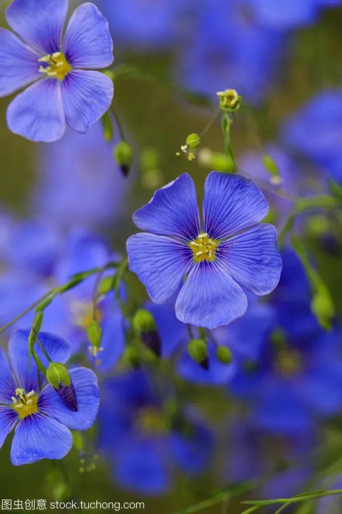 "Hundred Flowers Collection" (six hundred and ninety-seven) - iMedia