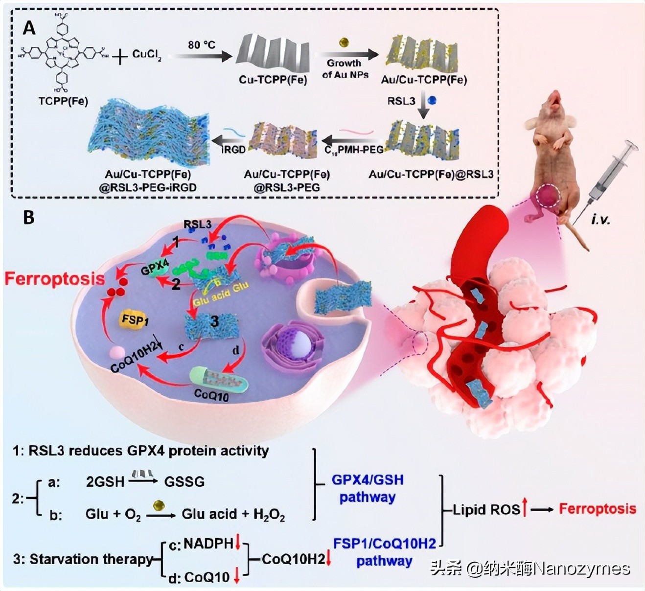 Multienzyme activity inhibits GPX4 and FSP1 for enhanced ferroptosis ...