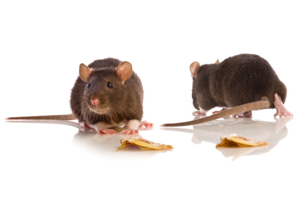 Mice are hateful, why can't humans live without them? What would happen ...