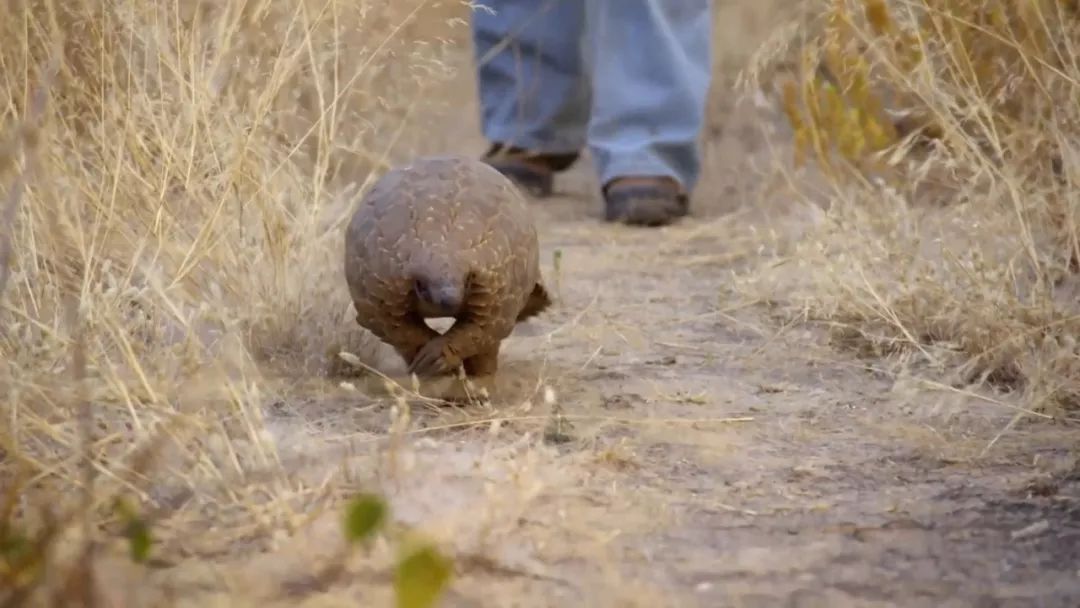 Magical pangolin - iNEWS