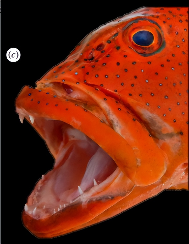 Deliciousness begins with teeth! Learn more about the different ...