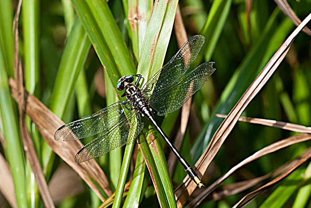 Conservation of biodiversity, arthropod fauna in arid substrates in ...