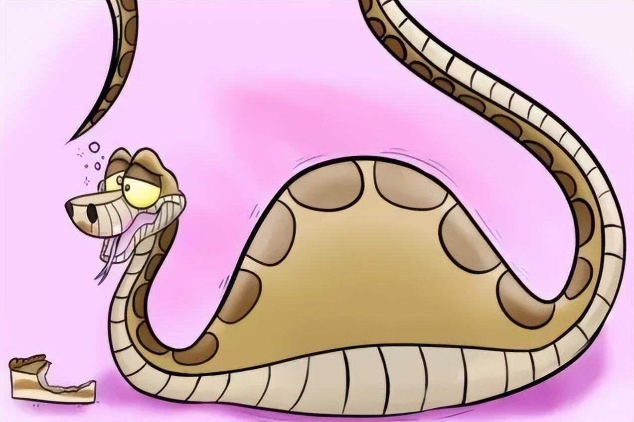 The fattest venomous snake in the world, with a body as thick as a ...