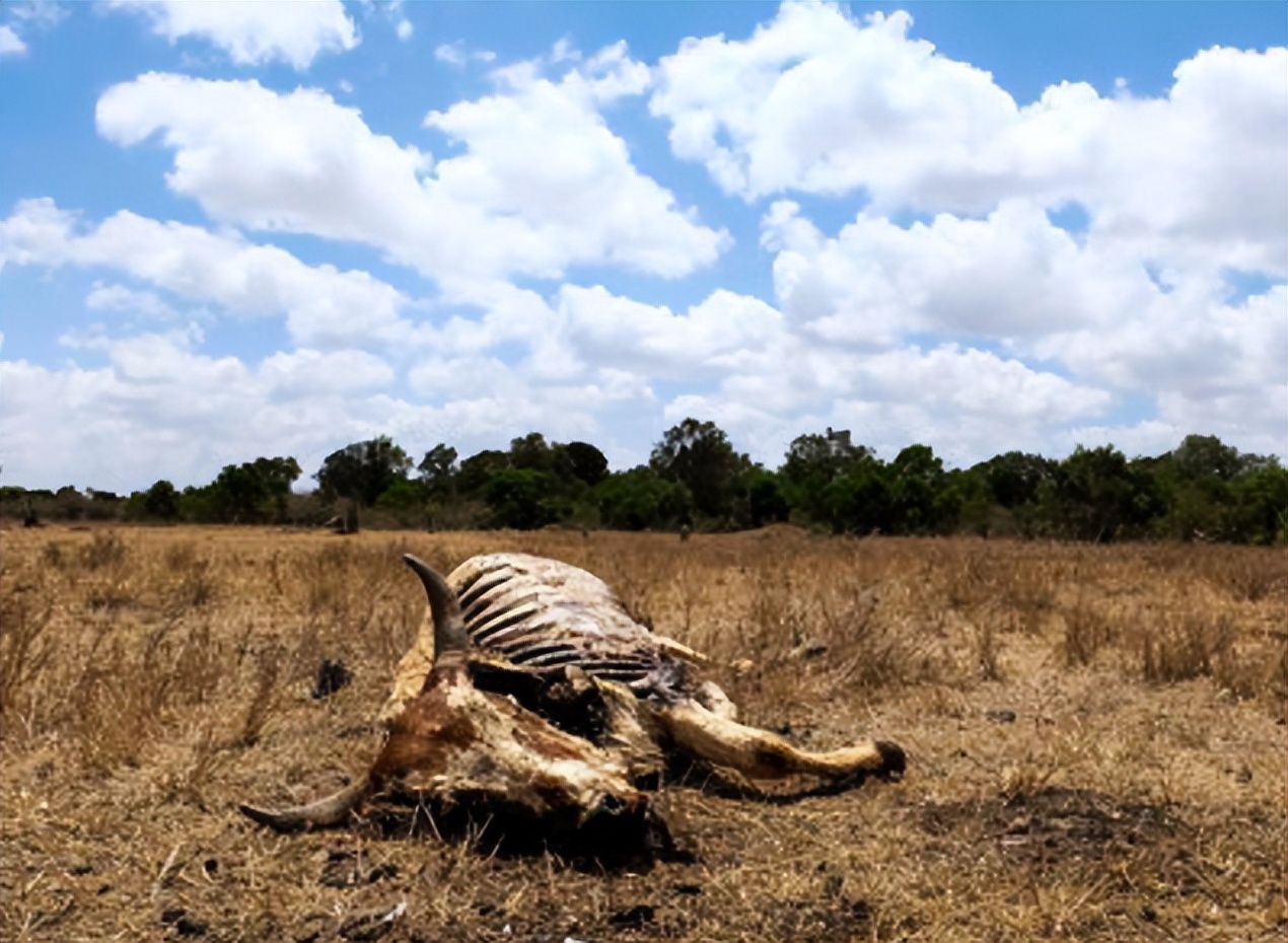 Humans and animals struggle to survive and have to provide food relief ...