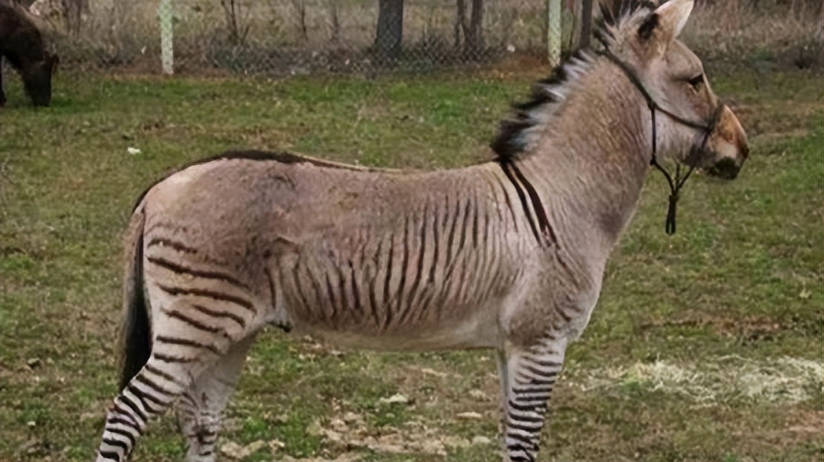 The 10 most amazing hybrid animals in the world you've never seen ...