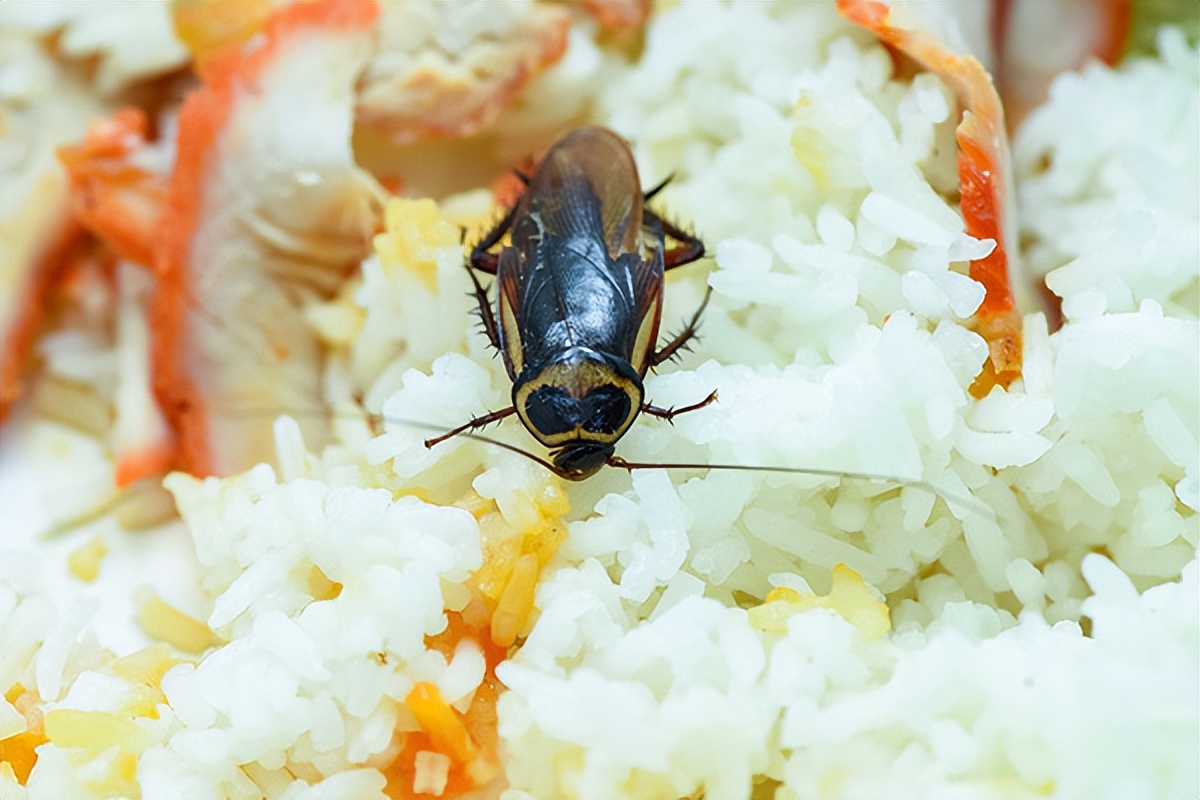 How much do you know about cockroaches: how to prevent cockroaches from ...