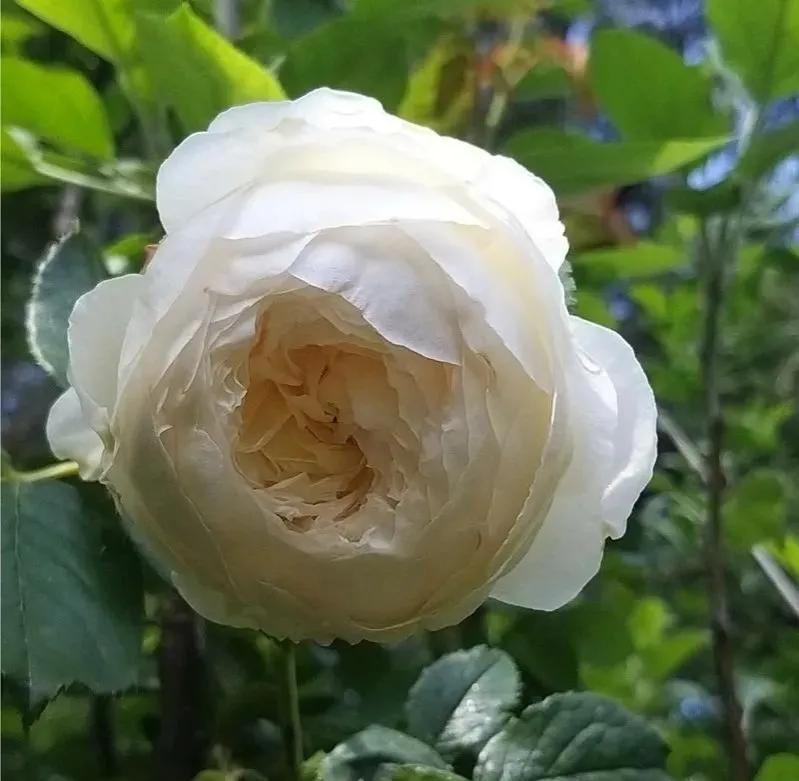 Claire Austin - iNEWS