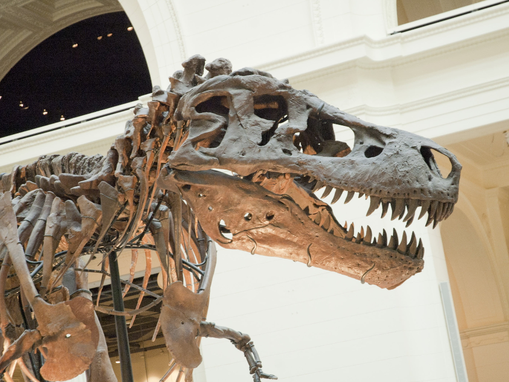 Why were Tyrannosaurus rex arms so short? - iNEWS