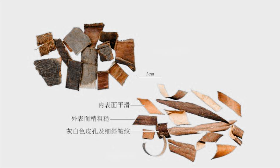 "Shen Nong Shi Yao" Qin Pi - iNEWS