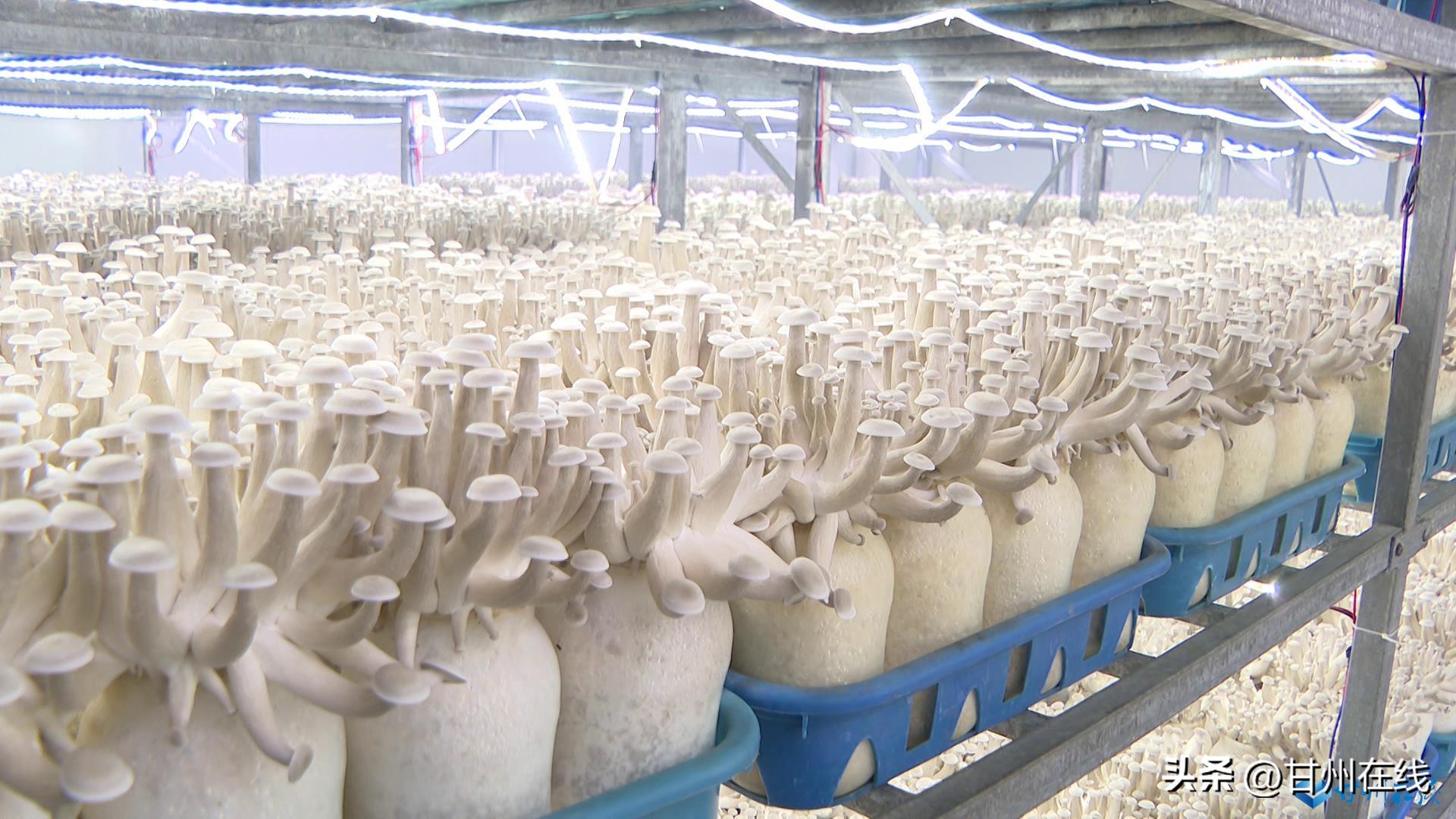 Gansu Shennong Mushroom Industry: Factory mass production of antler ...