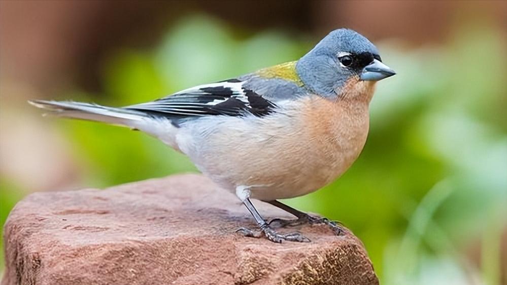 What are the potential driving factors between altitude seasonality and ...