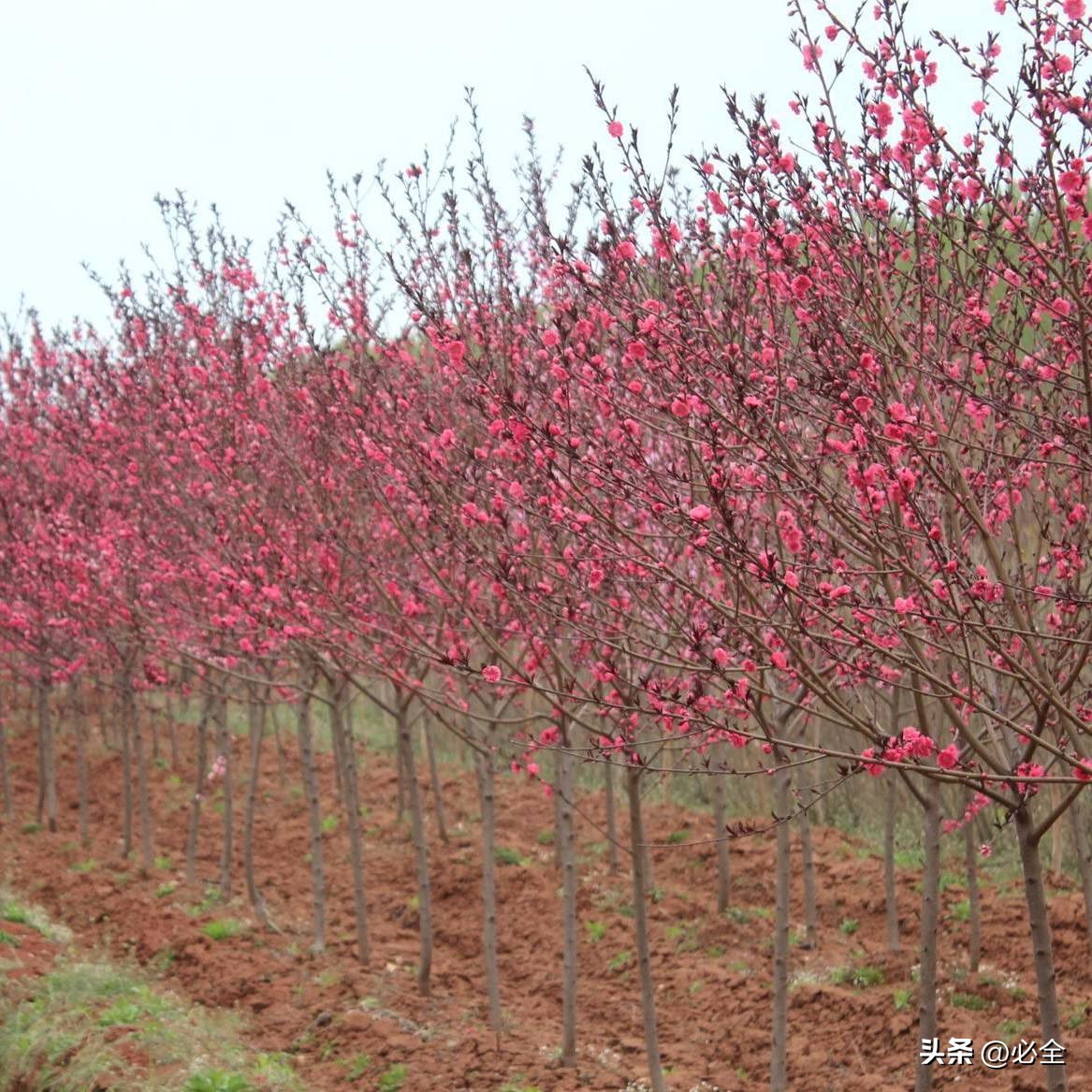 Autumn is here, share the red-leaf plants in the garden landscape - iNEWS