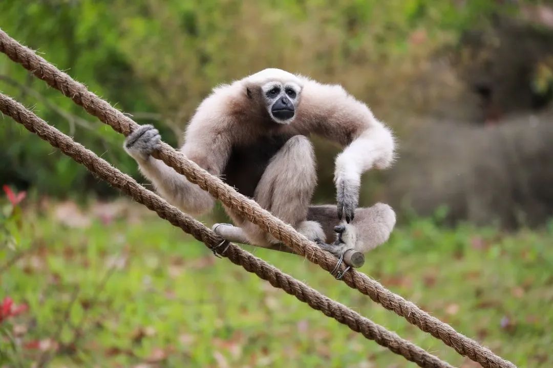 "The apes on both sides of the strait can't stop crying" - iNEWS