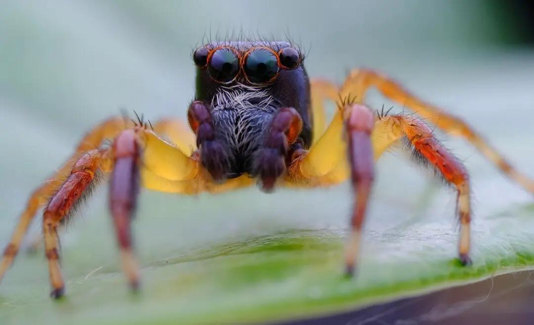 Behavioral Characteristics and Predation Strategies of Spiders - iMedia