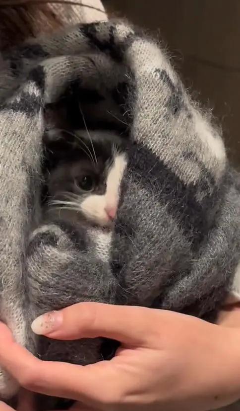 After seeing Qin Lan cuddling a stray cat in her arms without feeling ...