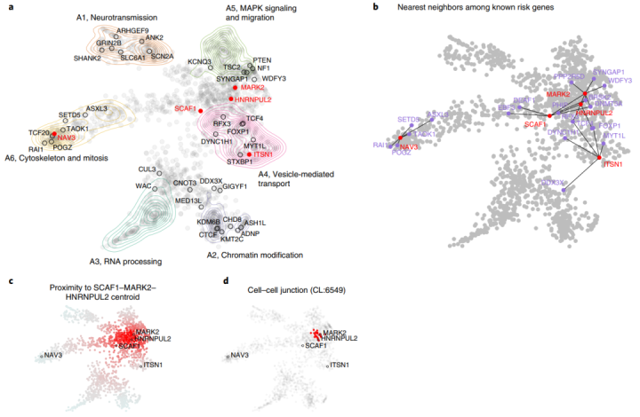 SPARK, largest autism study cohort to date, identifies new ASD risk ...