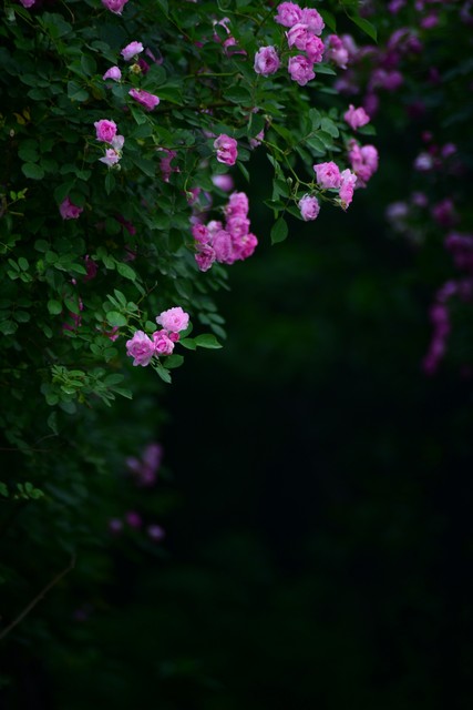 Prose: Amidst the Rain and Thousands of Families, Spring Grows and ...